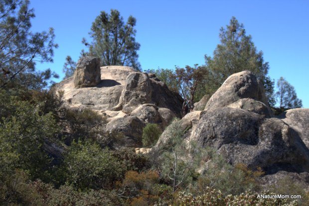 Camping Mount Diablo 018 – Suburban Nature Explorations