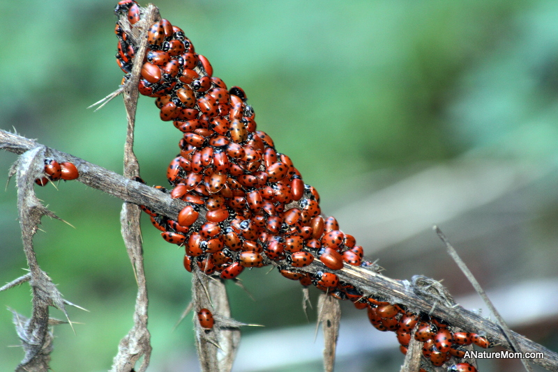 Swarm: Ladybug Clusters – Suburban Nature Explorations