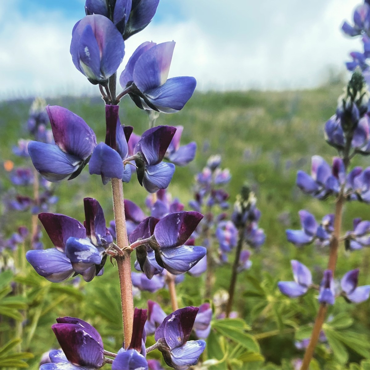 Focusing on the Beauty – Suburban Nature Explorations